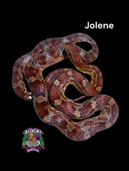 Red Factor Corn Snake by Alchemy Exotics