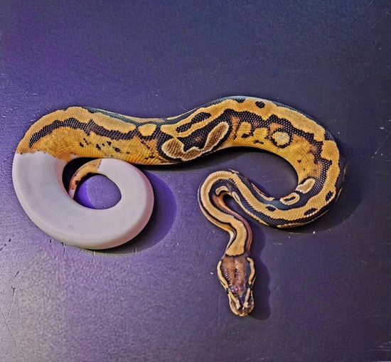 Paradox Pied Het Lavender Albino Ball Python by Alchemy Exotics
