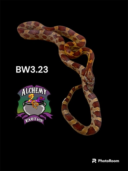 Red Factor Corn Snake by Alchemy Exotics