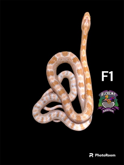 Flamingo Corn Snake by Alchemy Exotics