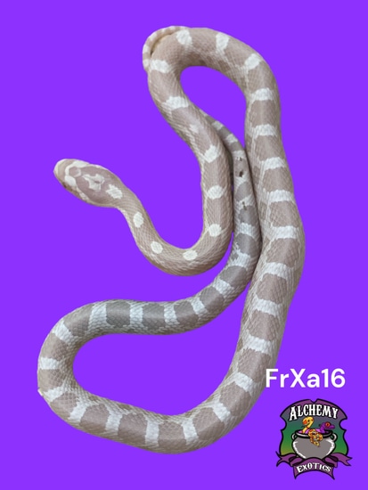 Xanthic Snow Corn Snake by Alchemy Exotics