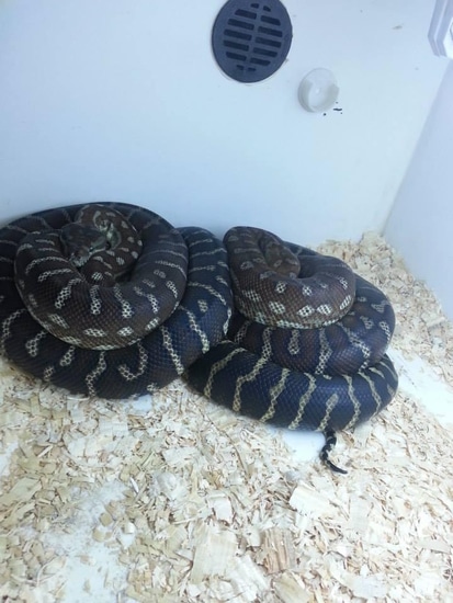 Bredli Centralian Carpet Python by Reptile Kings