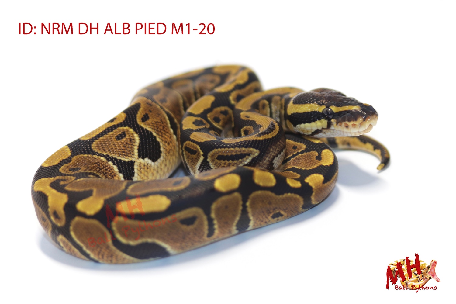 Normal 100% Het Pied 100% Het Albino Ball Python by MH Ball Pythons ...