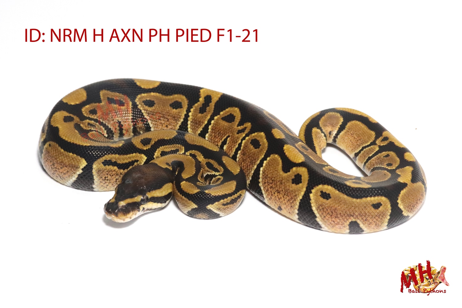 Normal 100% Het TSK Axanthic 66% Possible Het Pied Ball Python by MH ...
