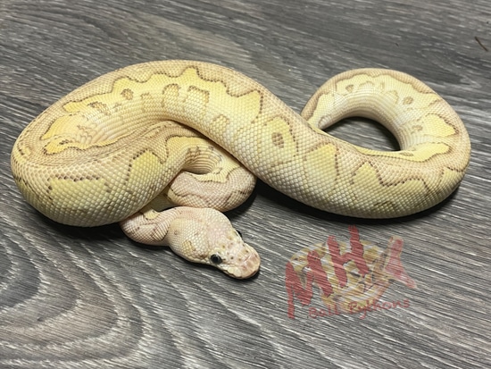 Firefly Lesser Clown Ball Python by MH Ball Pythons