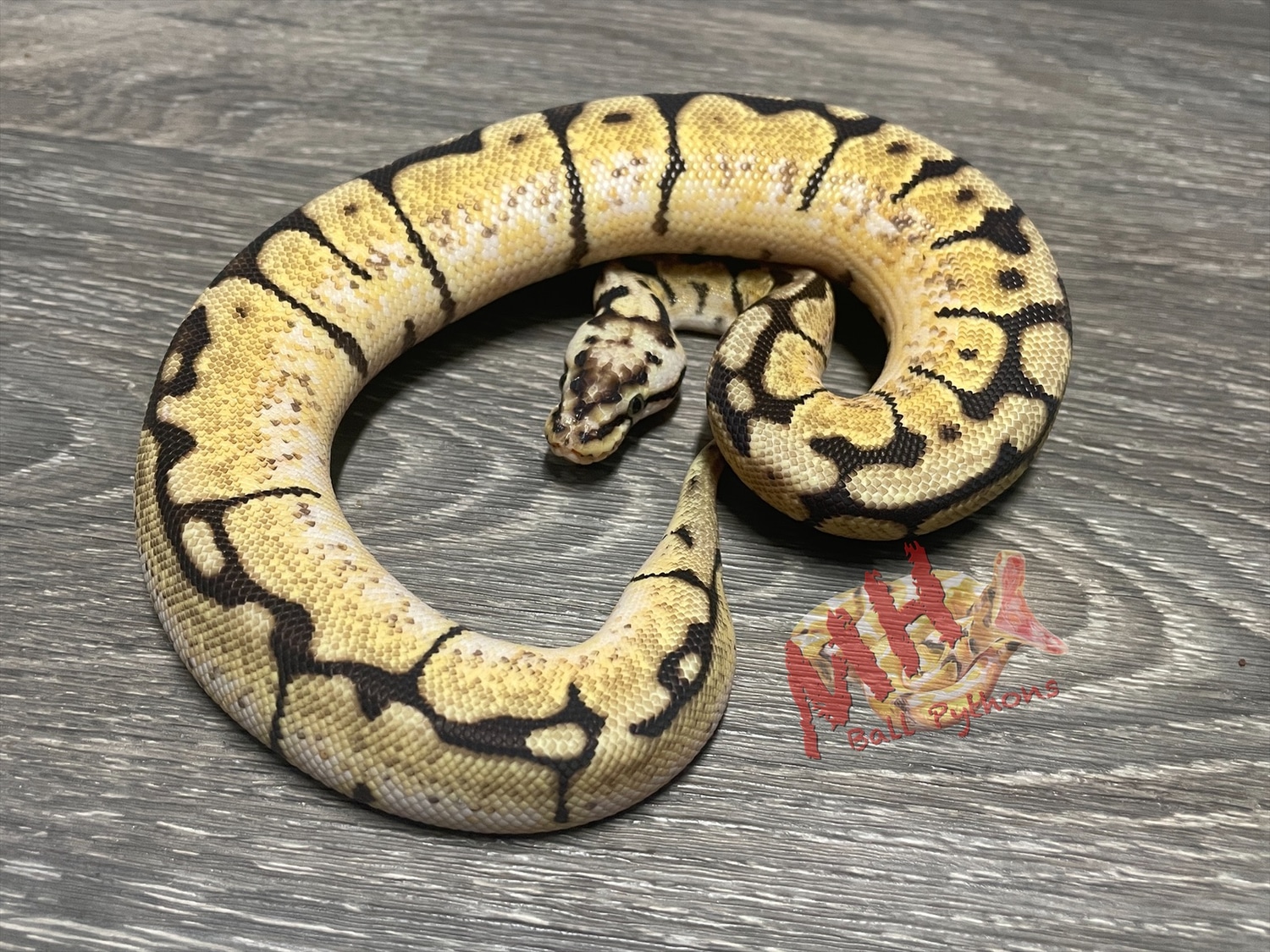 Bumblebee 100% Het TSK Axanthic 50% Possible Het Pied Ball Python by MH ...