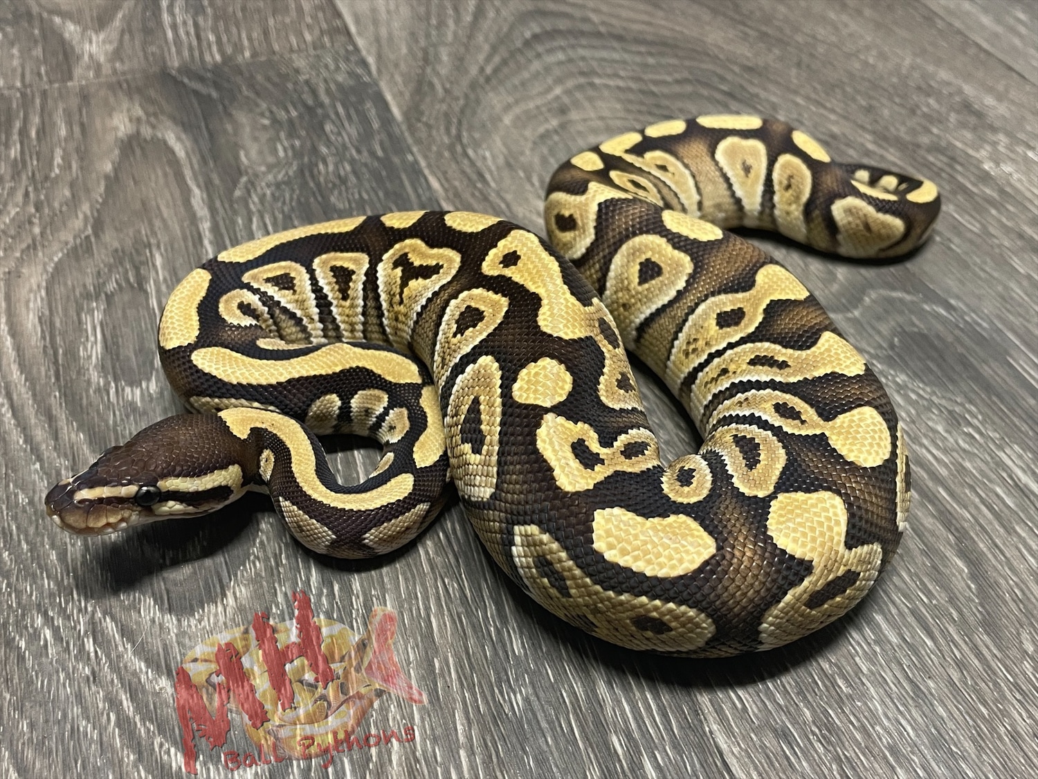 Mojave 100% Het Candy Ball Python by MH Ball Pythons - MorphMarket