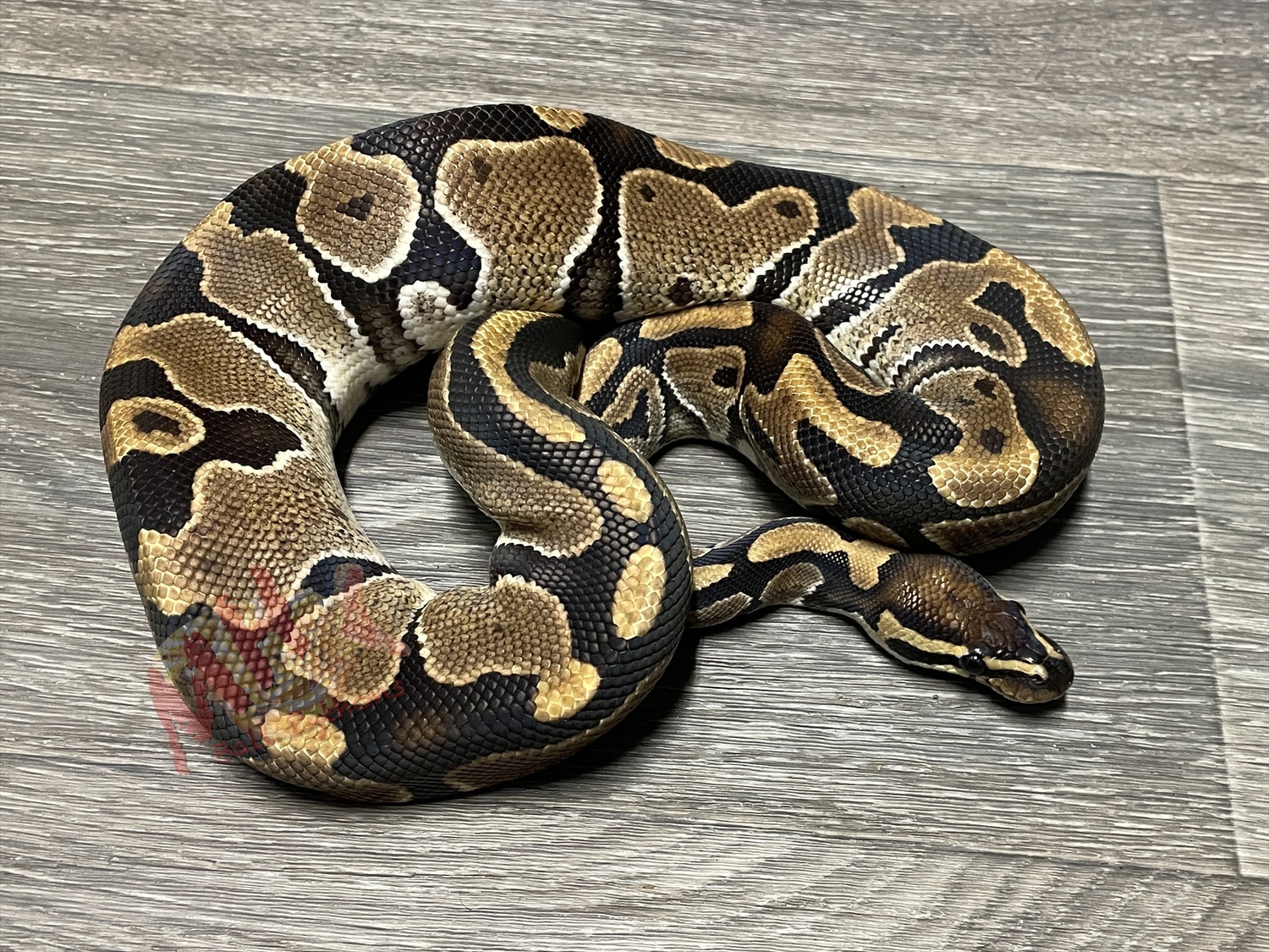 100% Triple Het Ultramel Ghost Pied PROVEN BREEDER Ball Python by MH ...
