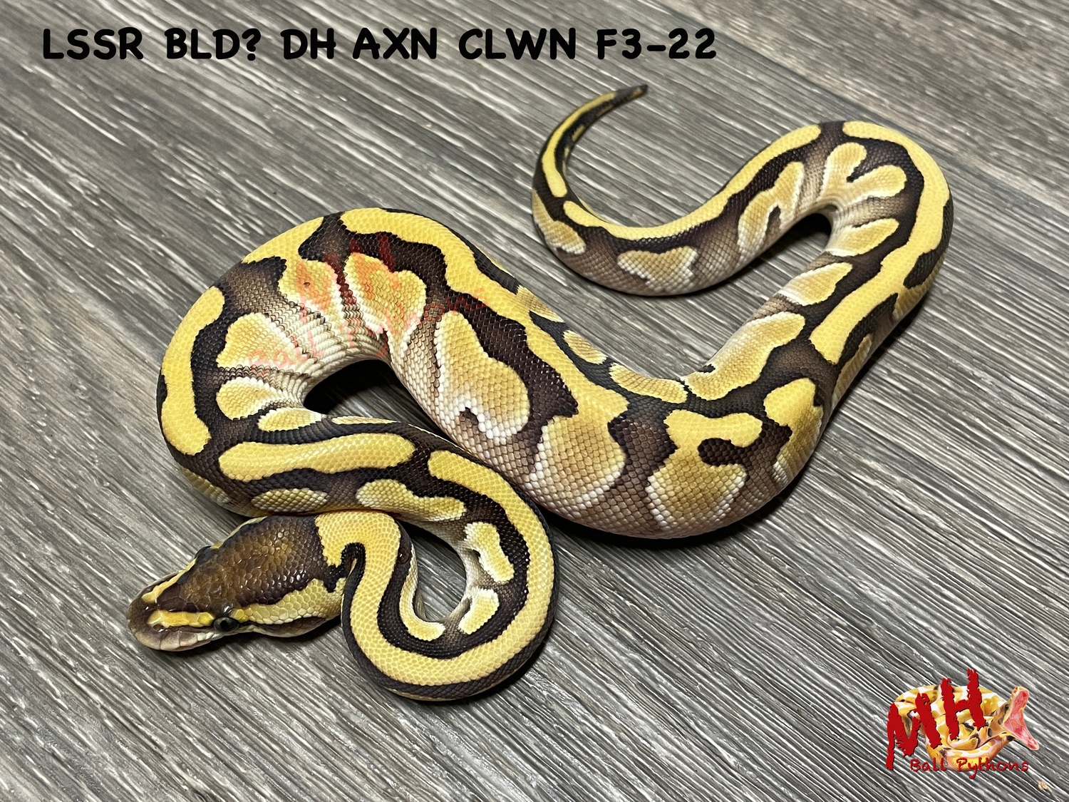 Lesser Possible Blade 100% Double Het TSK Axanthic Clown Ball Python by ...