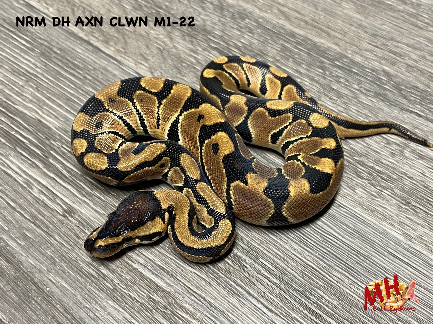 Normal 100% Double Het TSK Axanthic Clown Ball Python by MH Ball ...