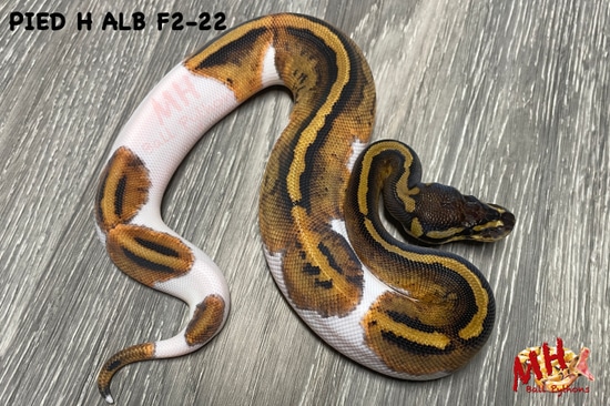 Pied 100% Het Albino Ball Python by MH Ball Pythons