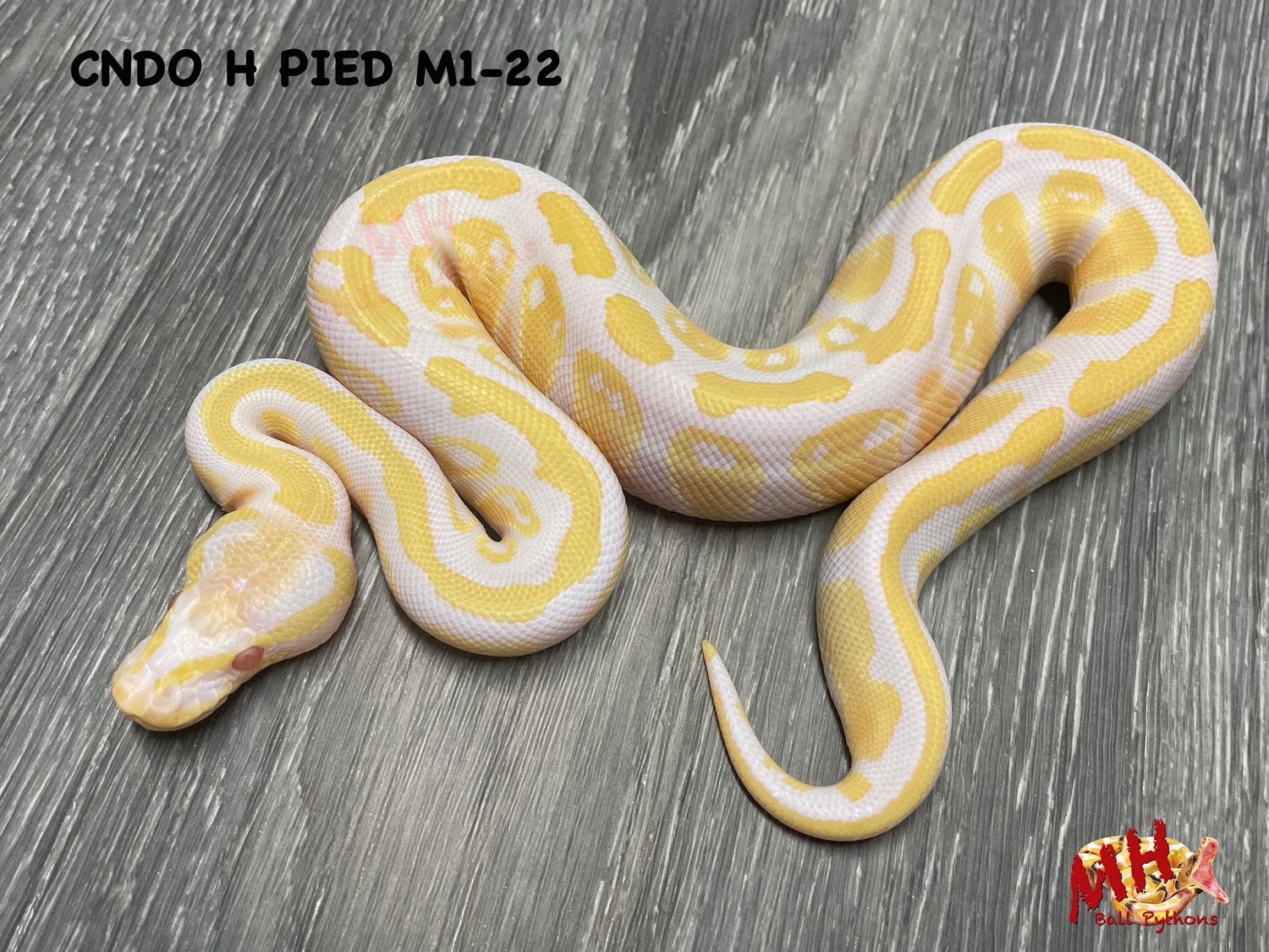 Candino 100% Het Pied Ball Python by MH Ball Pythons - MorphMarket