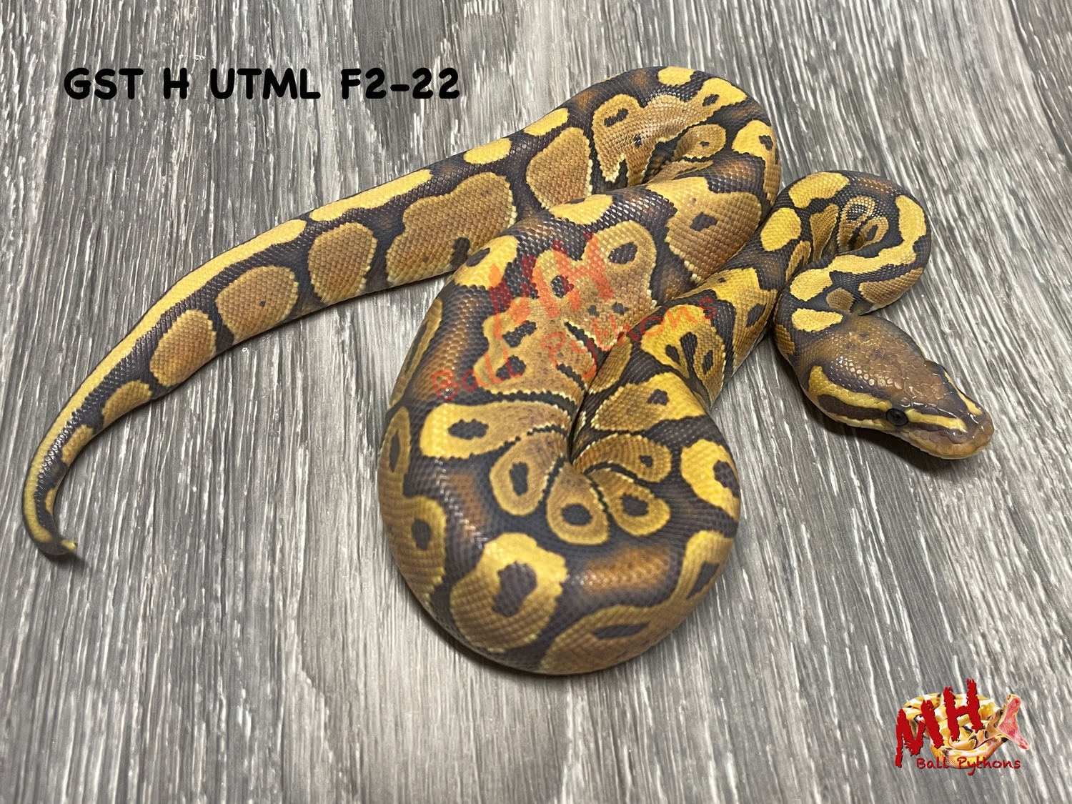 Ghost 100% Het Ultramel Ball Python by MH Ball Pythons - MorphMarket