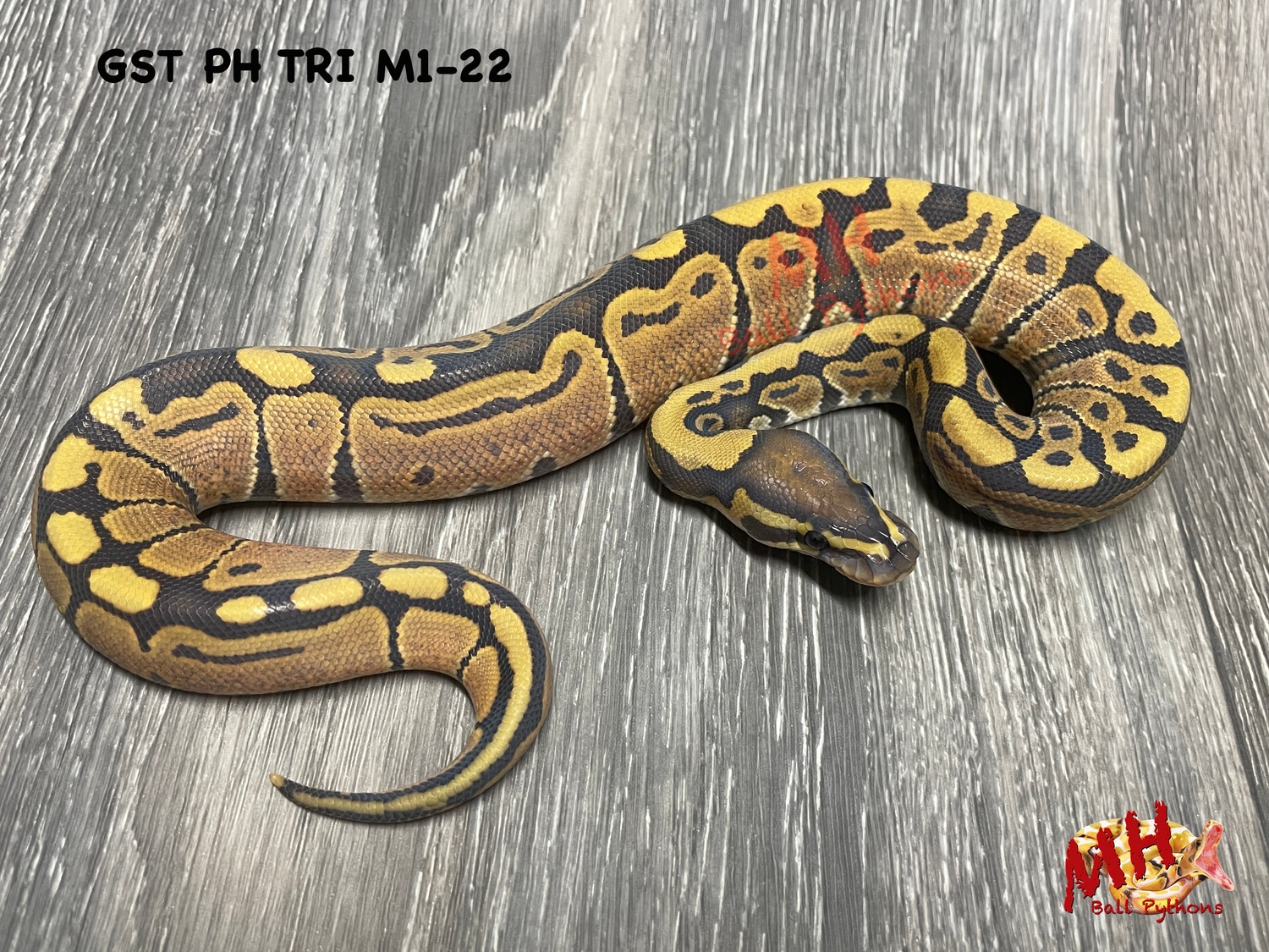 Ghost 50% Possible Het Tristripe Ball Python by MH Ball Pythons - MorphMarket