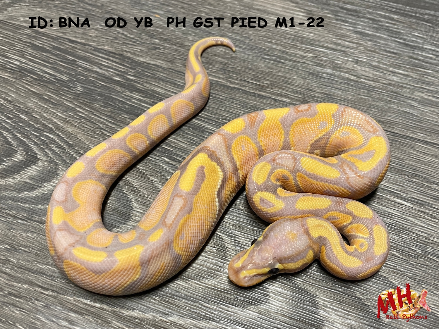 Banana Orange Dream Yellowbelly 66% Possible Het Pied 50% Possible Het ...