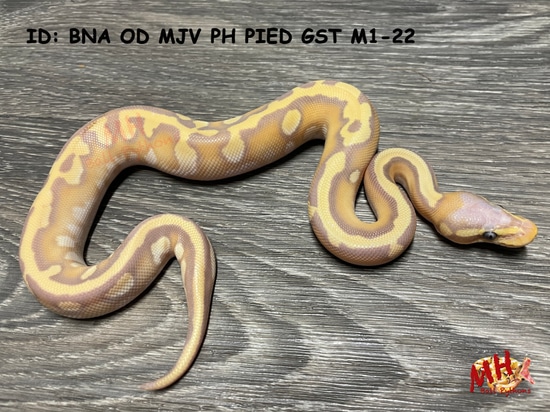 Banana Orange Dream Mojave 66% Possible Pied 50% Possible Ghost Ball Python by MH Ball Pythons