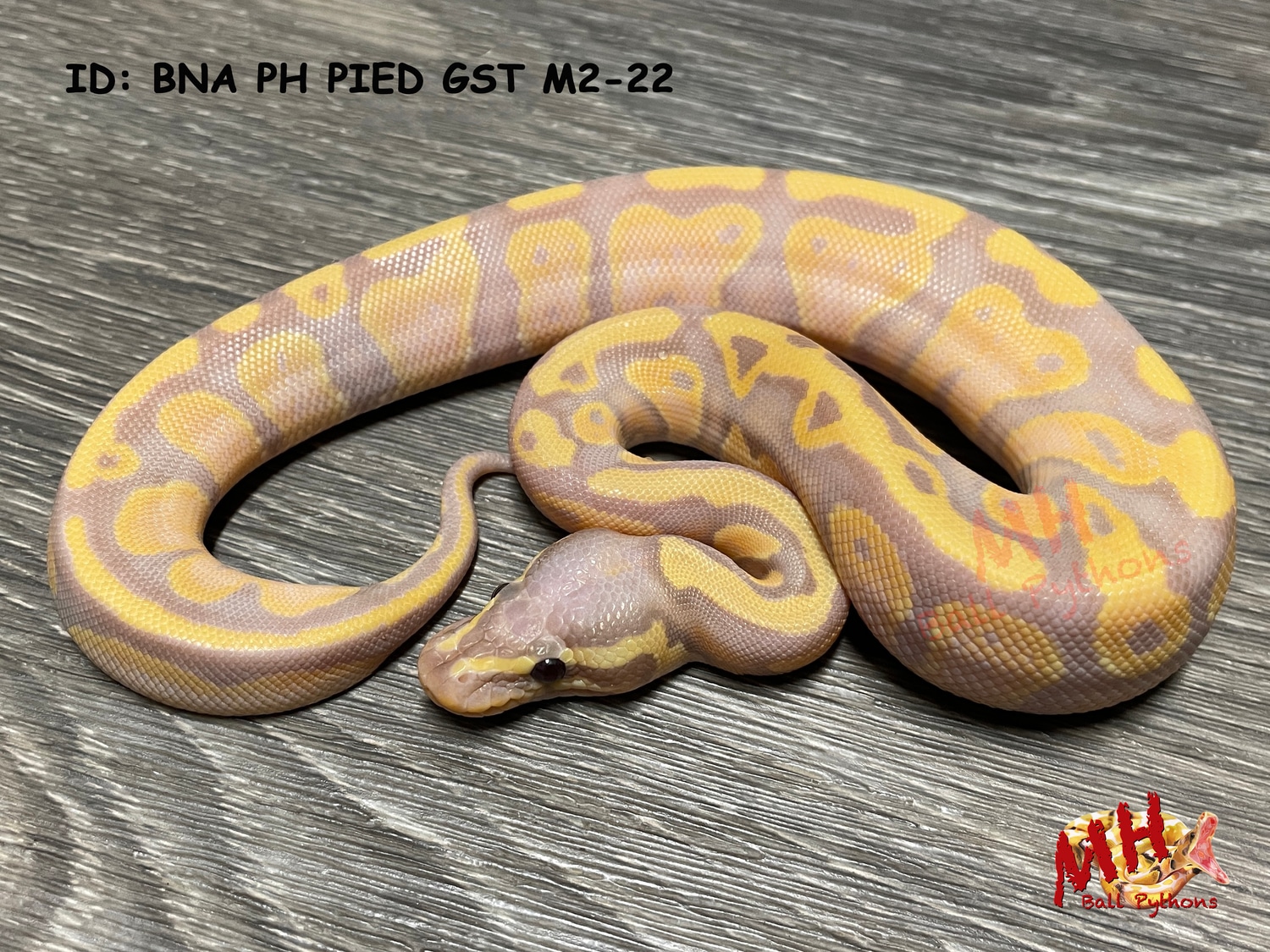Banana 66% Possible Het Pied 50% Possible Het Ghost Ball Python by MH Ball Pythons - MorphMarket