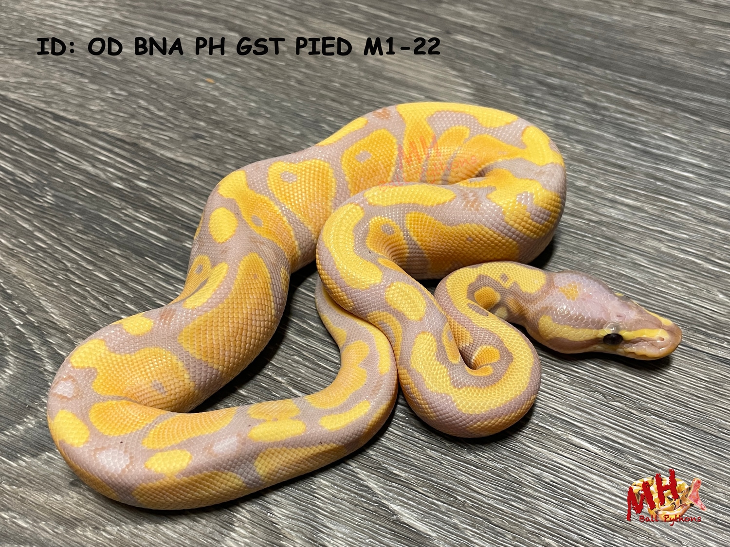 Orange Dream Banana 66% Possible Het Pied 50% Possible Het Ghost Ball ...