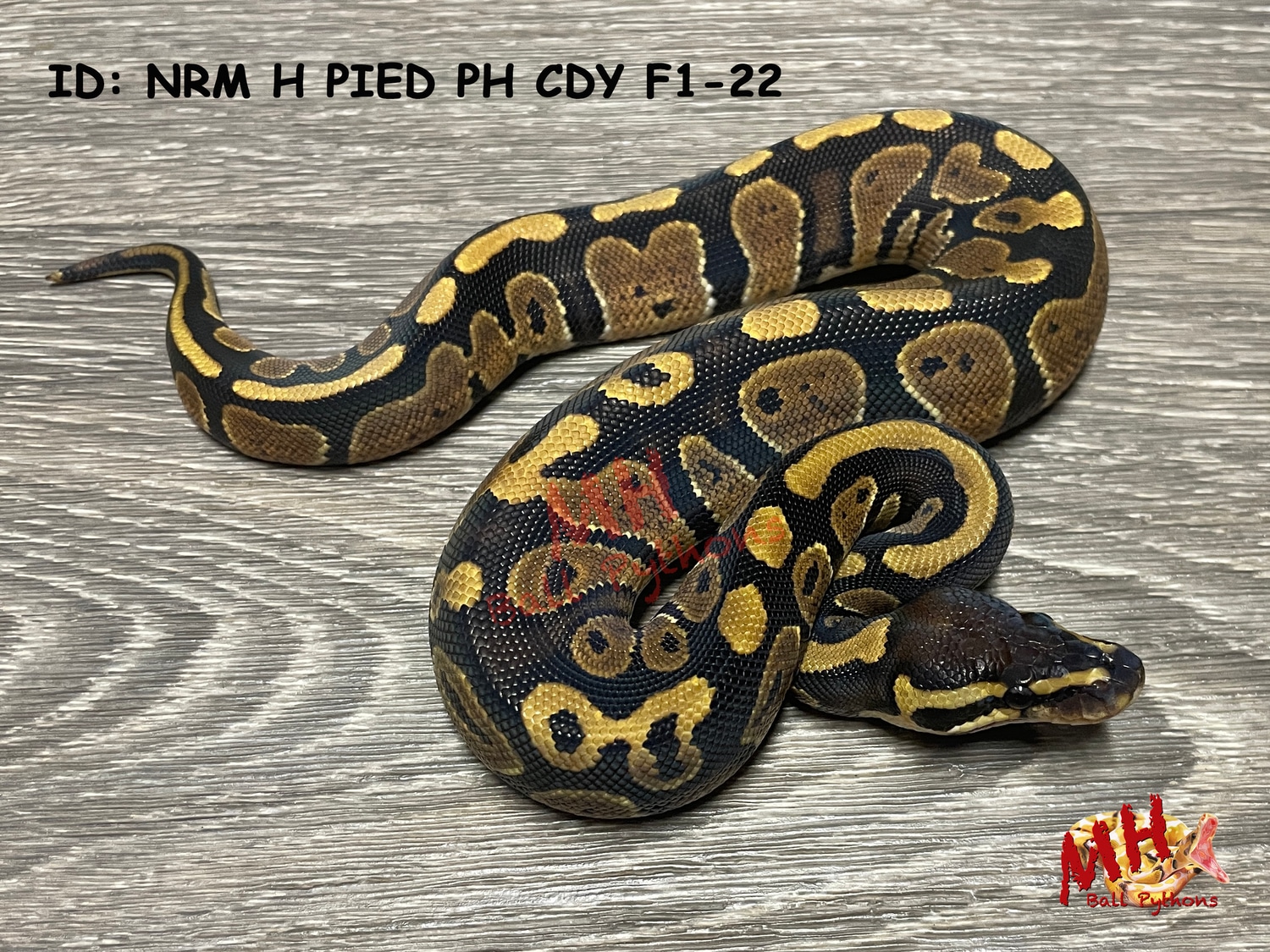 Normal 100% Het Pied 66% Possible Het Candy Ball Python by MH Ball ...