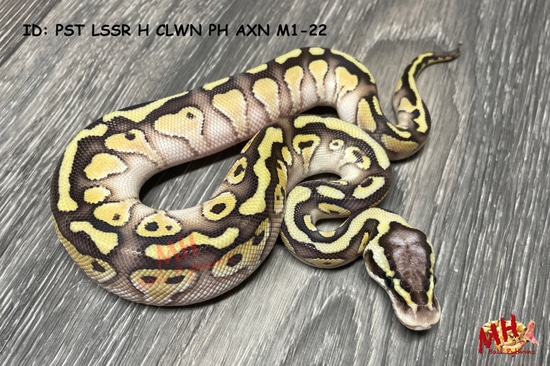 Pastel Lesser 100% Het Clown 50% Possible Het TSK Axanthic Ball Python by MH Ball Pythons