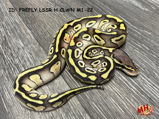 Firefly Lesser 100% Het Clown Ball Python by MH Ball Pythons
