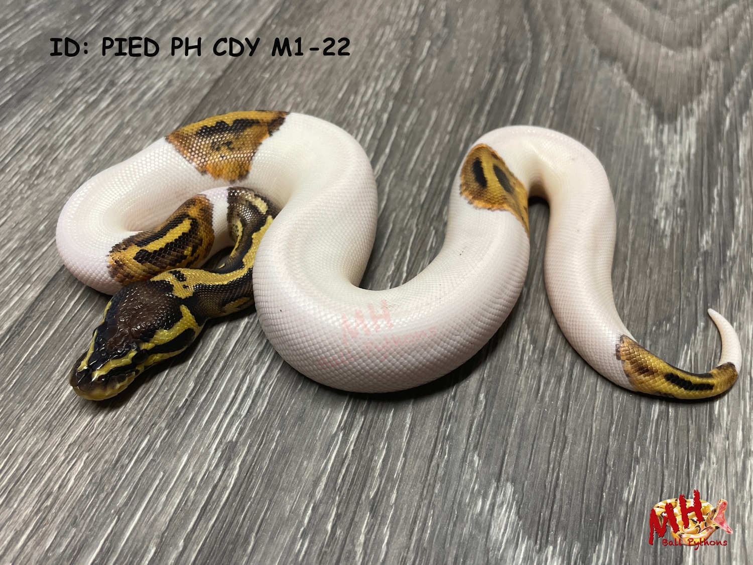 Pied 66% Possible Het Candy Ball Python by MH Ball Pythons - MorphMarket