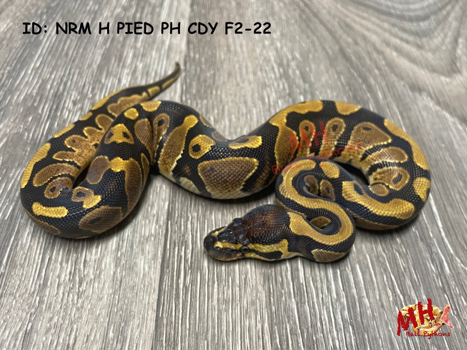 Normal 100% Het Pied 66% Possible Het Candy Ball Python by MH Ball ...