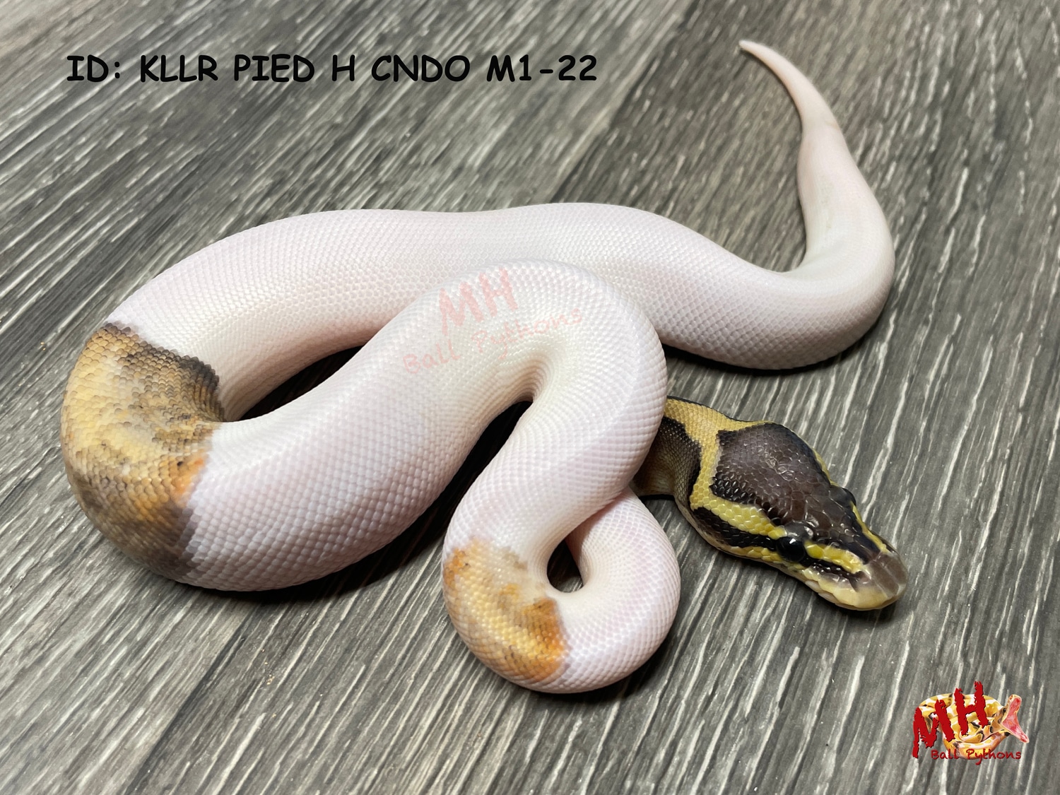 Killer Pied Het Candino Ball Python by MH Ball Pythons - MorphMarket