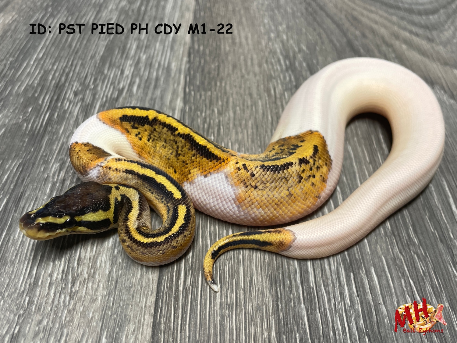 Pastel Pied 66% Possible Het Candy Ball Python by MH Ball Pythons ...