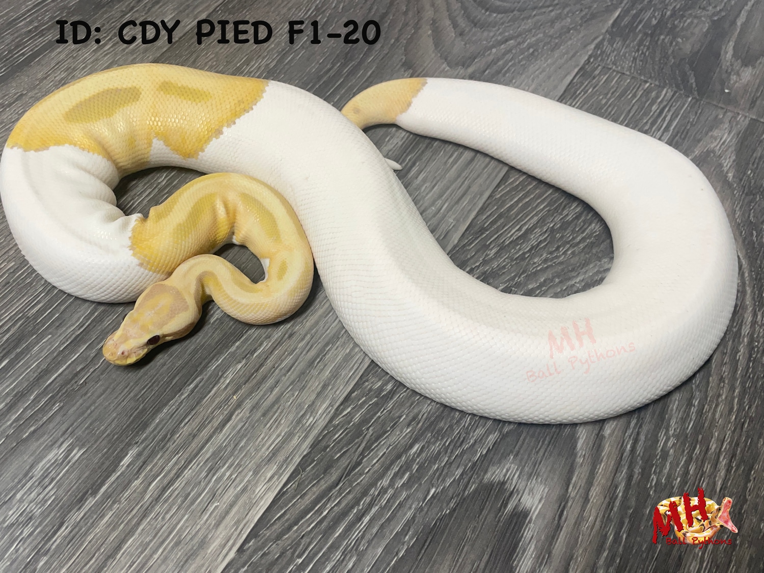 Candy Pied 2020 Ball Python by MH Ball Pythons - MorphMarket