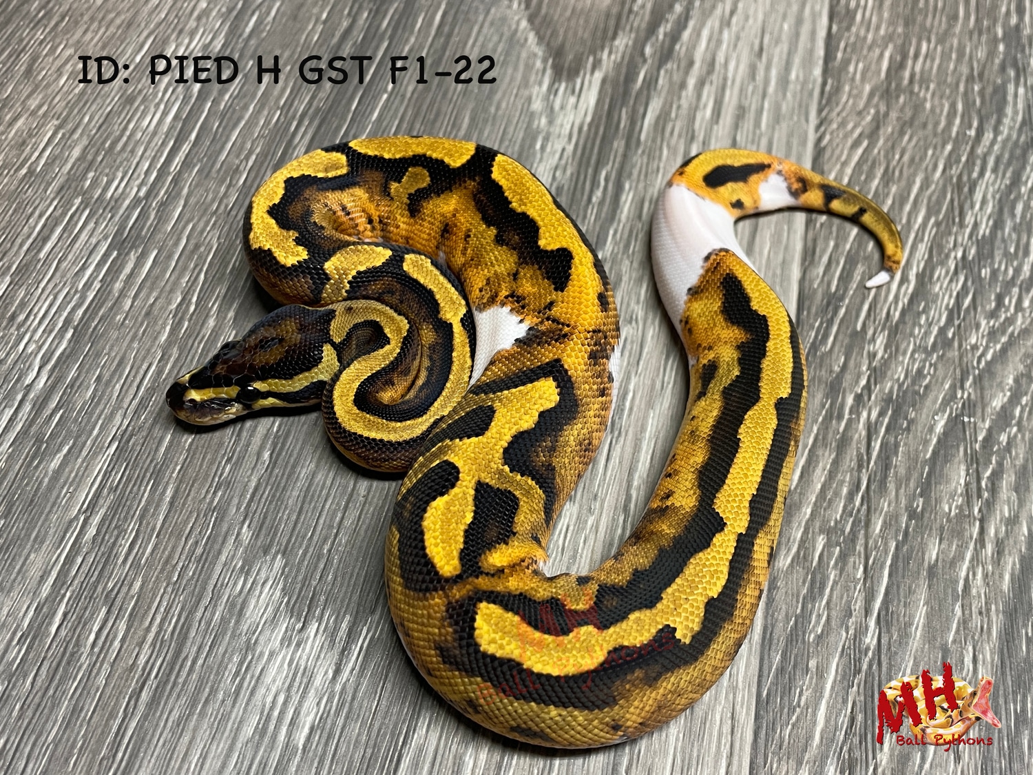 Pied 100% Het Ghost Ball Python by MH Ball Pythons - MorphMarket