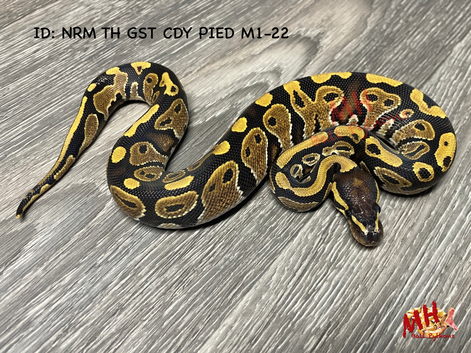 Normal 100% Triple Het Ghost Candy Pied - INCLUDES SHIPPING Within The US Ball Python by MH Ball ...