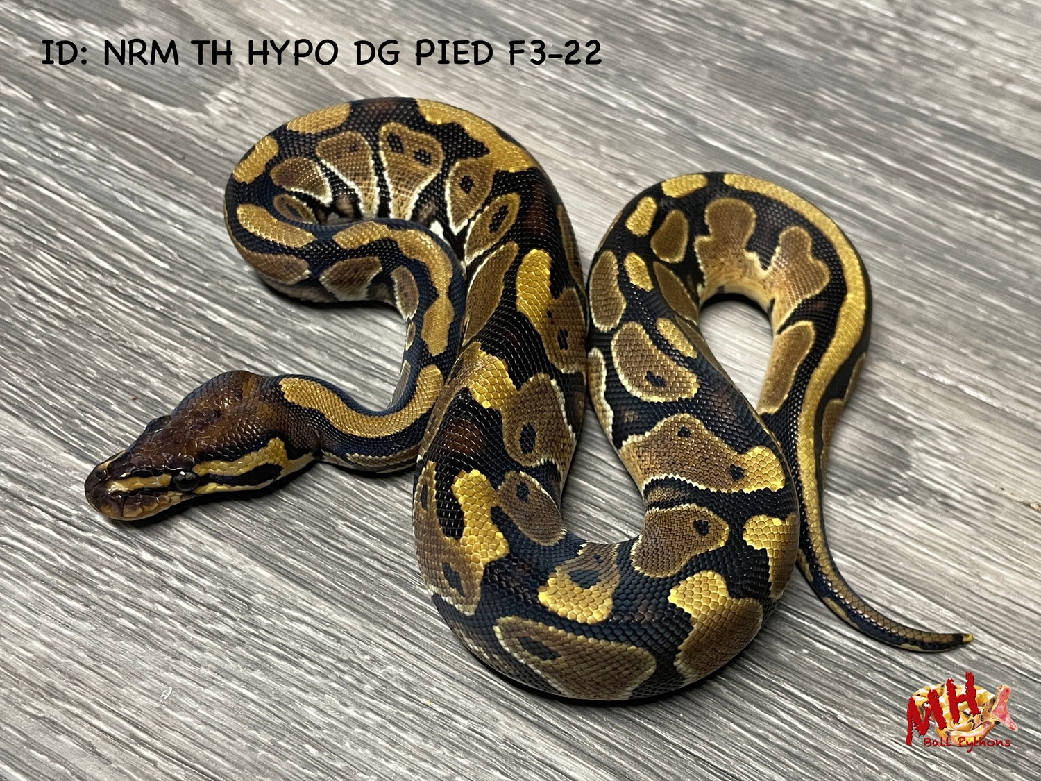 Normal Het Hypo Het Desert Ghost Het Pied Ball Python by MH Ball ...