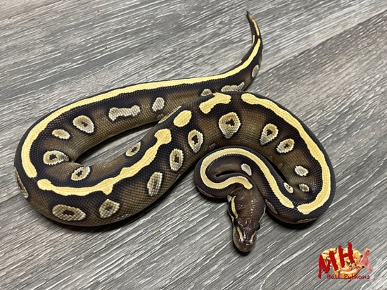 Mojave Het Ghost Het Candy Het Pied Ball Python by MH Ball Pythons