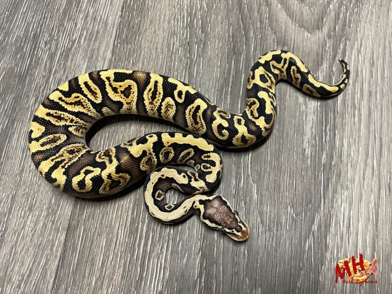 Pastel GHI 100% Het Candy 100% Het Clown 50% Possible Het TSK Axanthic ...
