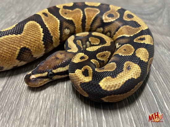 Fire Yellowbelly 66% Possible Het Ghost 66% Possible Het Pied Ball ...