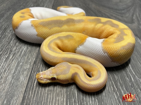 Candy Pied Ball Python by MH Ball Pythons
