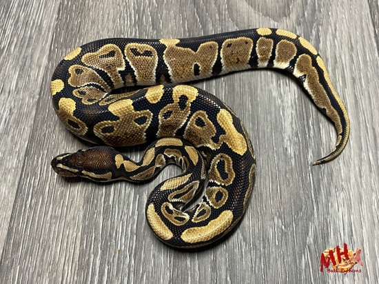 Normal 100% Het Albino Ball Python by MH Ball Pythons