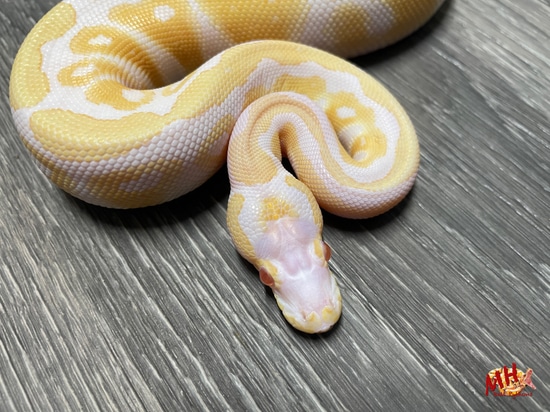 Albino Scaleless Head Ball Python by MH Ball Pythons