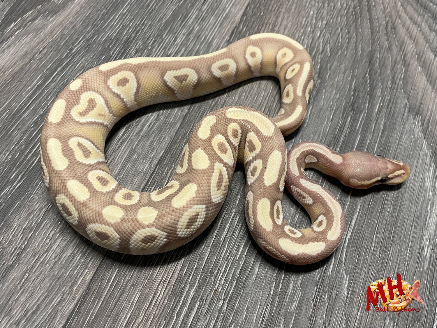 Banana Mojave 66% Possible Het Pied 50% Possible Het Ghost Ball Python ...