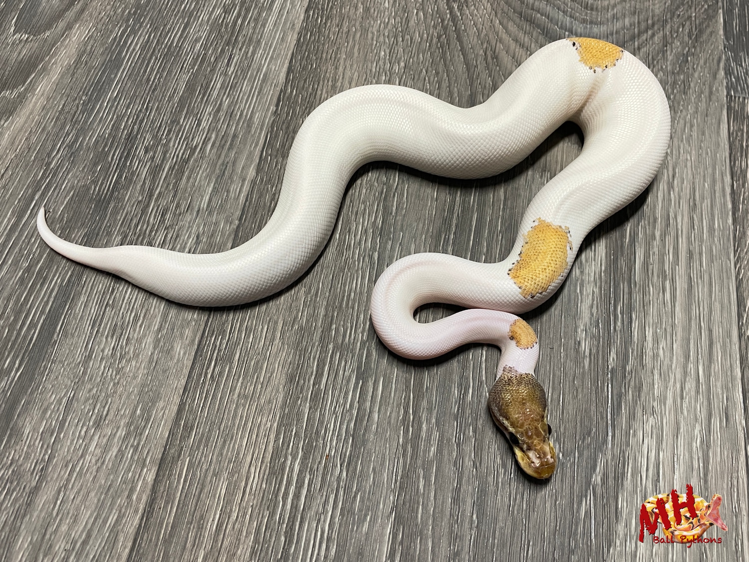 Mojave Yellowbelly Orange Dream Pied 66% Possible Het Ghost Ball Python ...