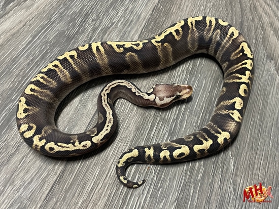 Super Pastel Super GHI Ball Python by MH Ball Pythons