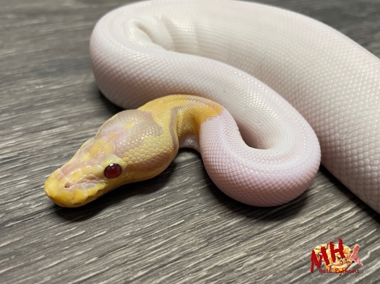 Killer Candy Pied Ball Python by MH Ball Pythons