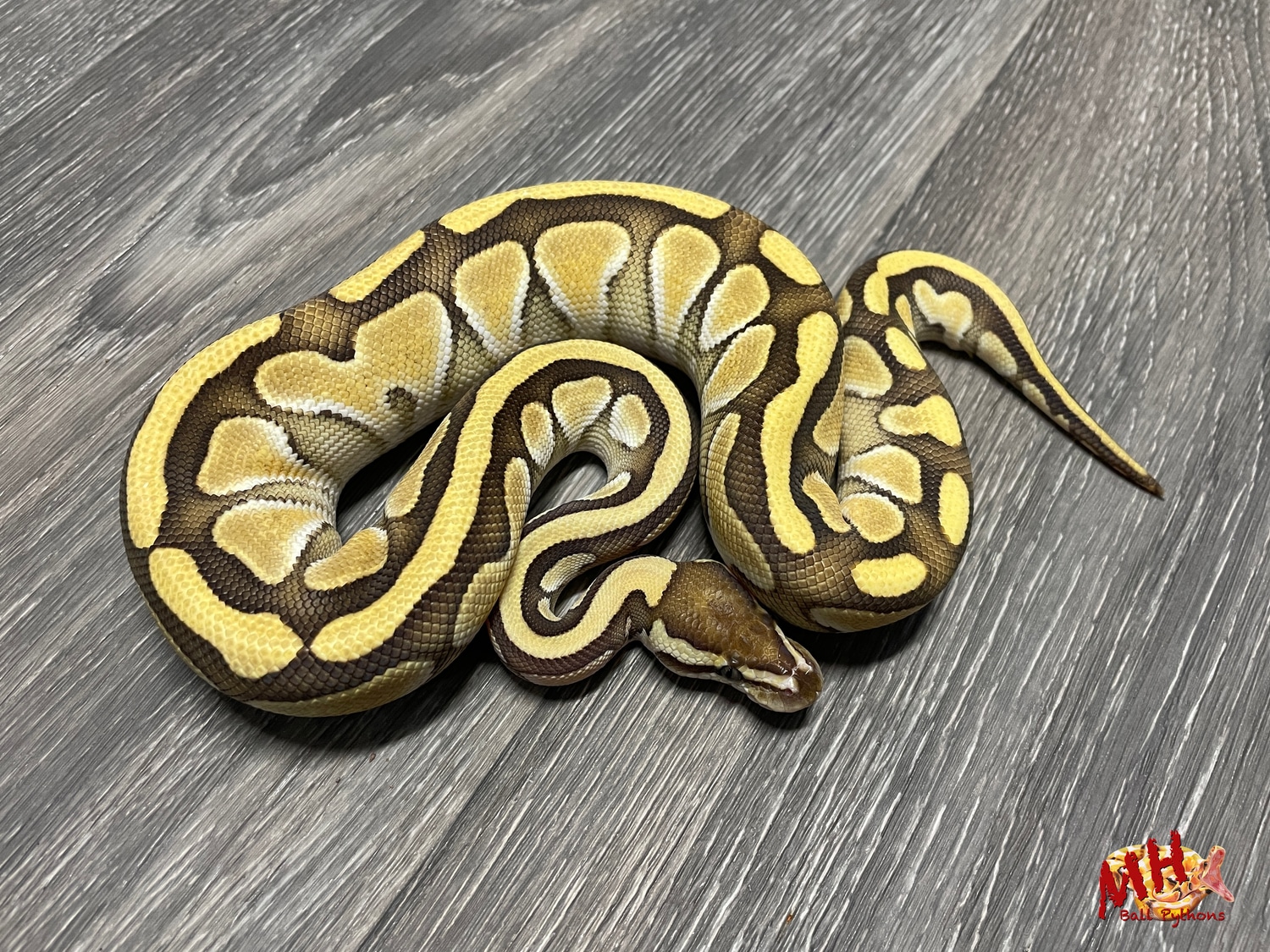 Lesser Blade 100% Double Het TSK Axanthic Clown Ball Python by MH Ball ...