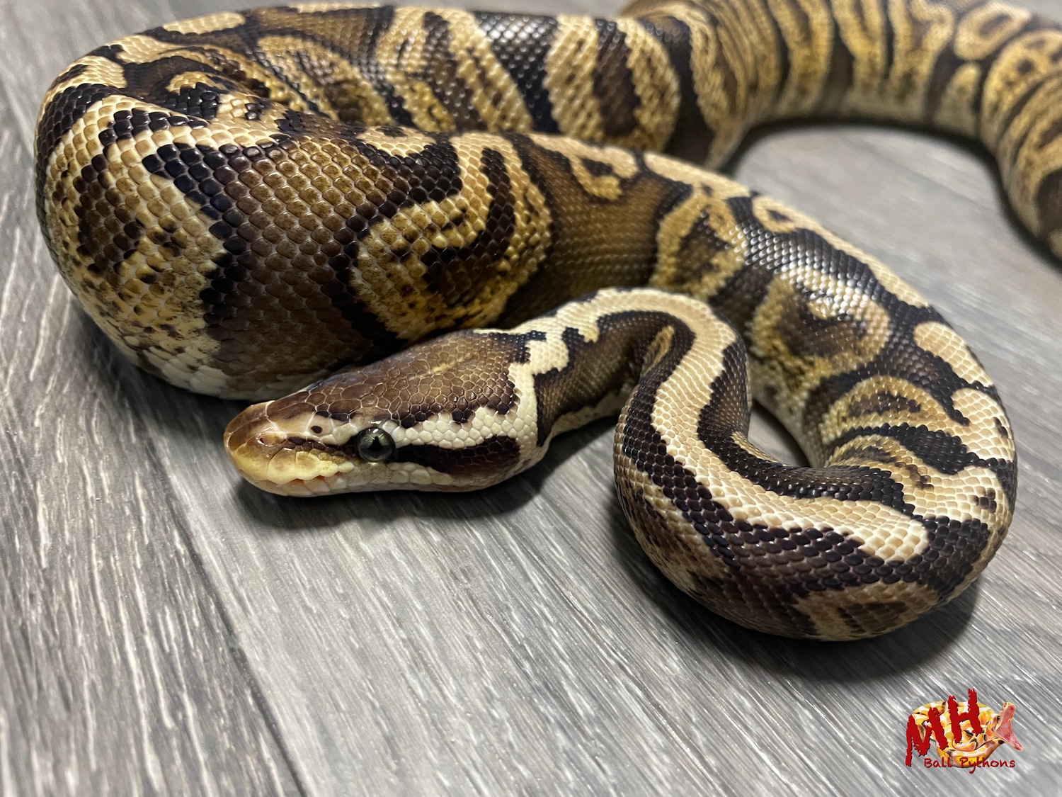 Pastel GHI 100% Het Candy Ball Python by MH Ball Pythons - MorphMarket