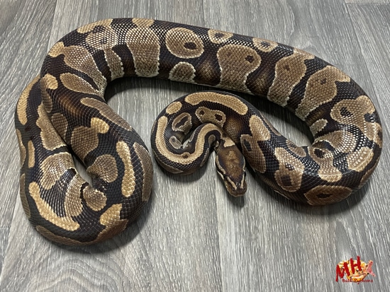 Normal 100% Het Pied PROVEN BREEDER FEMALE Ball Python by MH Ball Pythons