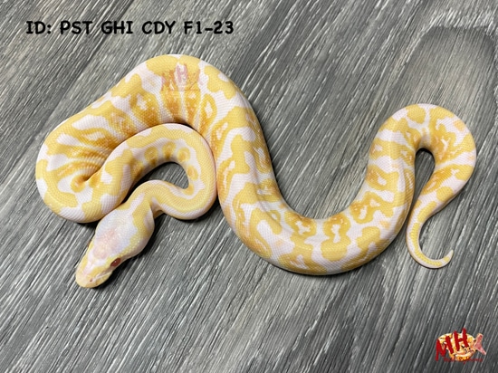 Pastel GHI Candy Ball Python by MH Ball Pythons