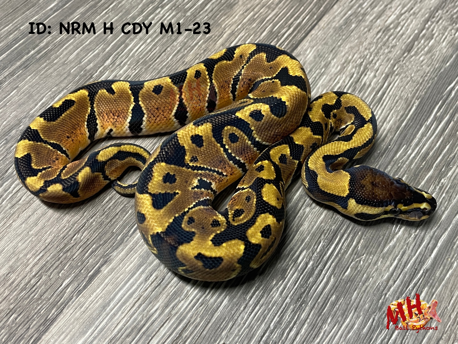 Normal 100% Het Candy Ball Python by MH Ball Pythons - MorphMarket