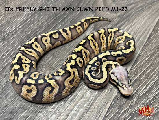 Firefly GHI 100% Triple Het TSK Axanthic Clown Pied Ball Python by MH ...