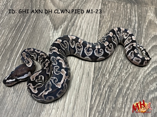 GHI TSK Axanthic 100% Double Het Clown Pied Ball Python by MH Ball Pythons